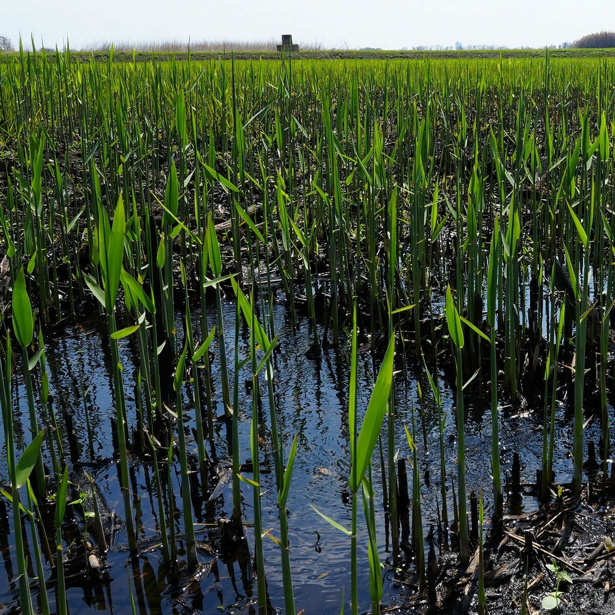 遊水地に春の息吹 ヨシ焼きから1カ月、新芽が芽吹く｜地域の話題,県内主要｜下野新聞デジタルニュース｜下野新聞デジタル